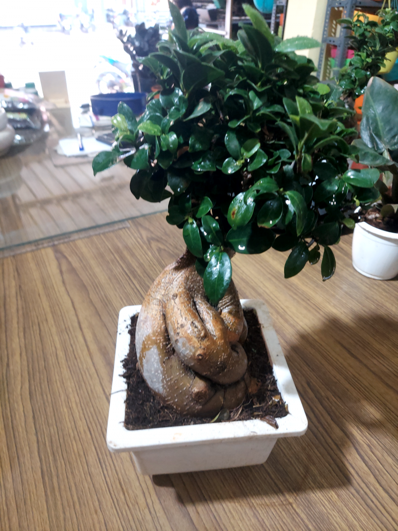 Bonsai Ficus in Bonsai Pot L - Elanthalir Nursery Garden