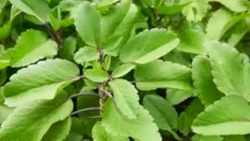 Ranakalli - Bryophyllum, Miracle plant , Bumitraa Live Plant - Chennai ...