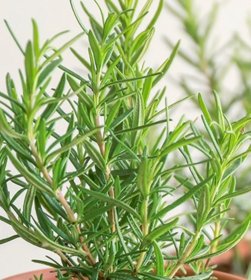 Rosemary Live Plant - Chennai's No.1 Online Plant Store | Indoor Plants ...