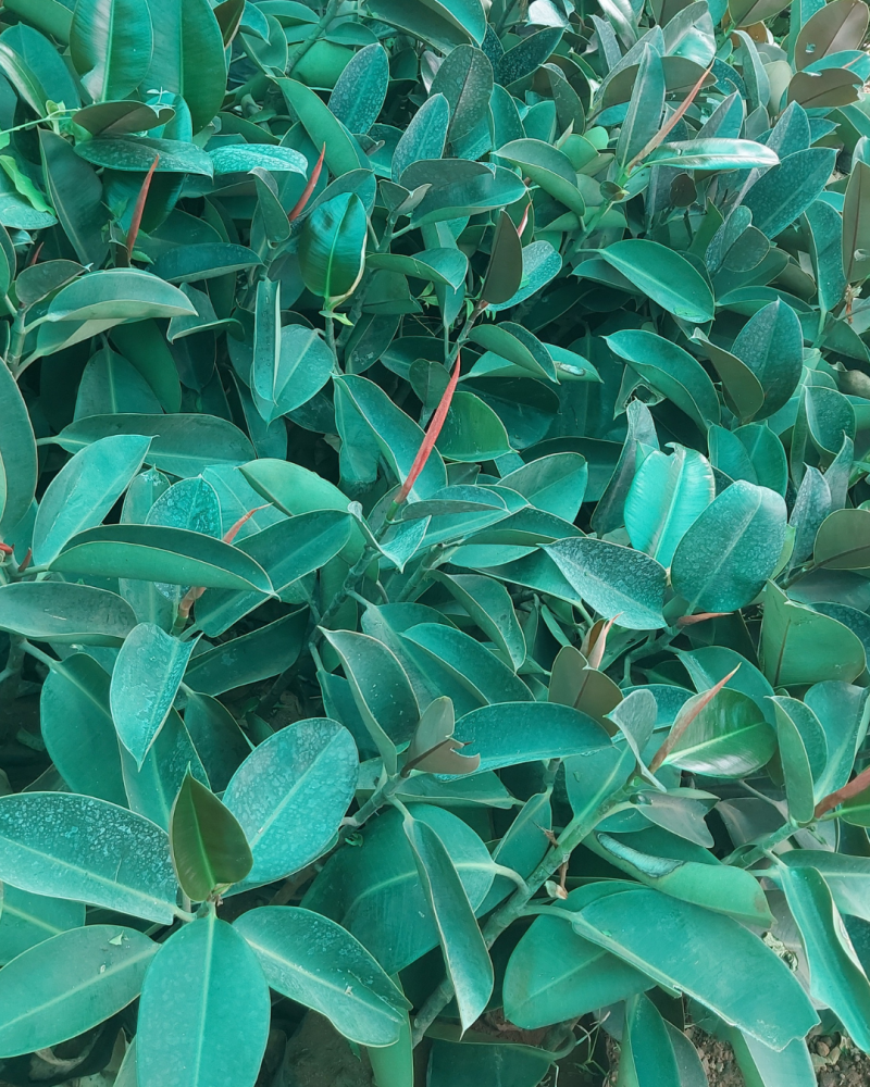 Ficus Elastica Black-Rubber Plant - Chennai's No.1 Online Plant Store ...