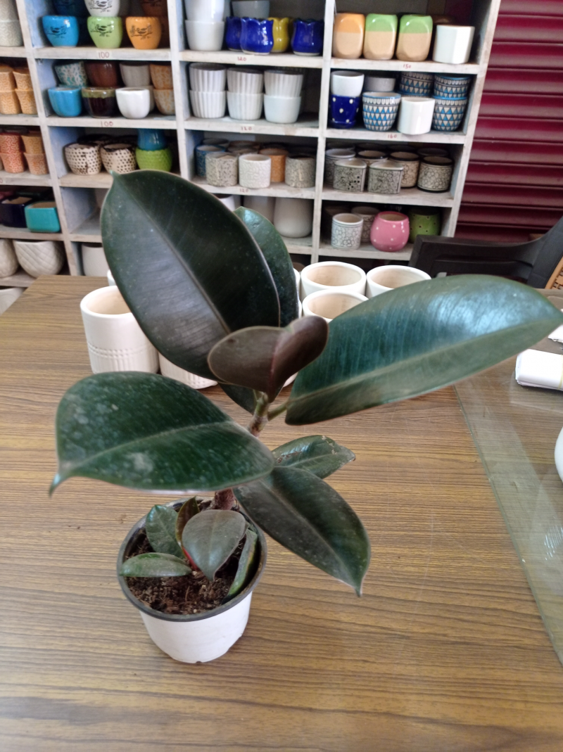 Ficus Elastica Black-Rubber Plant - Elanthalir Nursery Garden