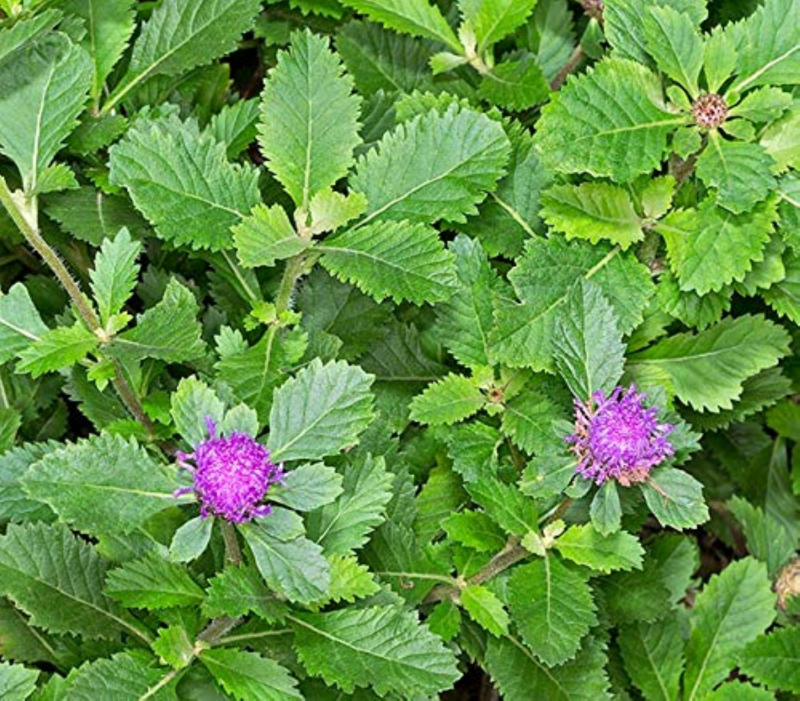 Kesavarthini - Lark daisy Live Plant - Chennai's No.1 Online Plant ...