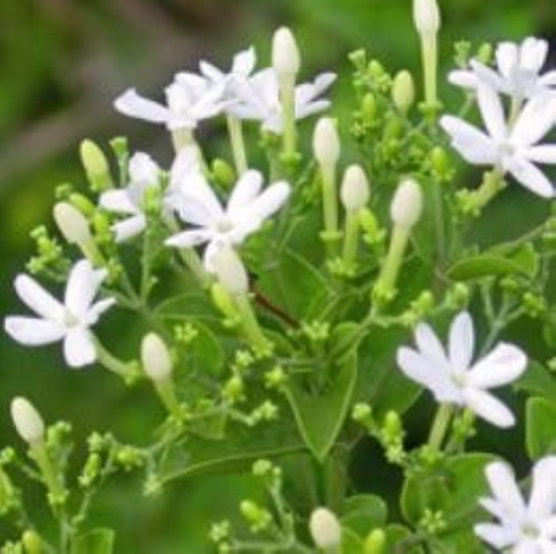 Mullai – Arabian jasmine/Tuscan jasmine – Elanthalir Nursery Garden