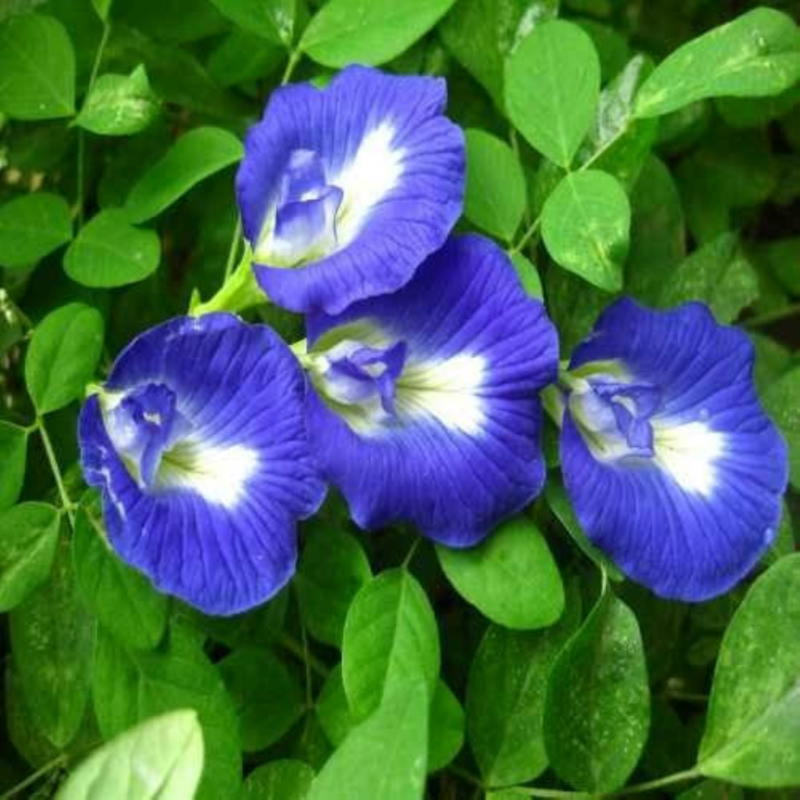 Sangu poo – Clitoria ternatea – Elanthalir Nursery Garden