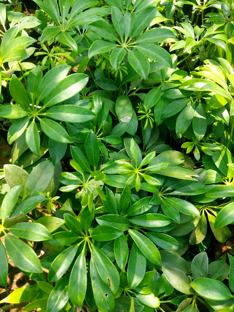 Dwarf Schefflera Plant Care: Dwarf Tree Plant – RRUUZS