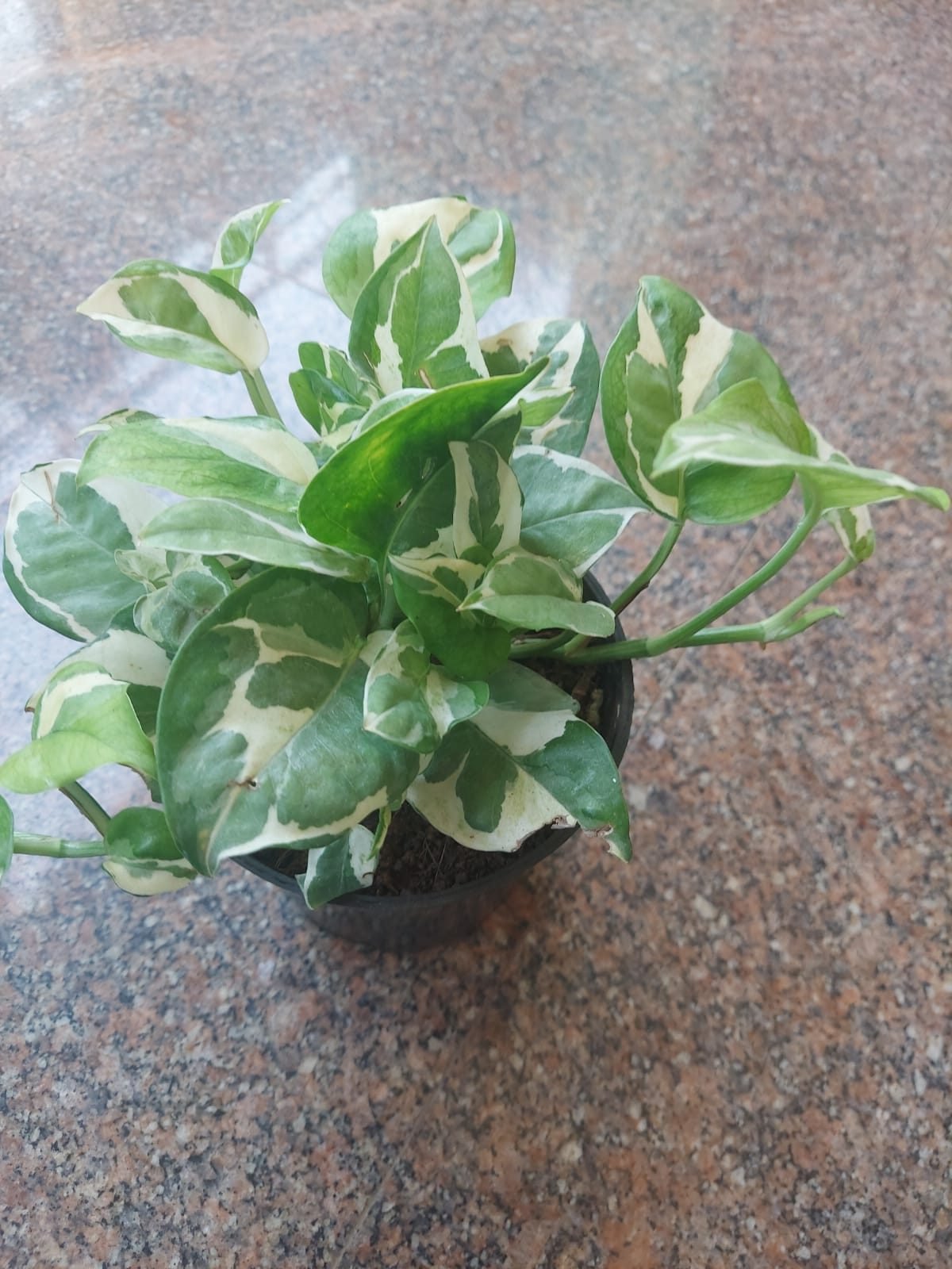 Enjoy money plant ( N' Joy money plant) - Elanthalir Nursery Garden