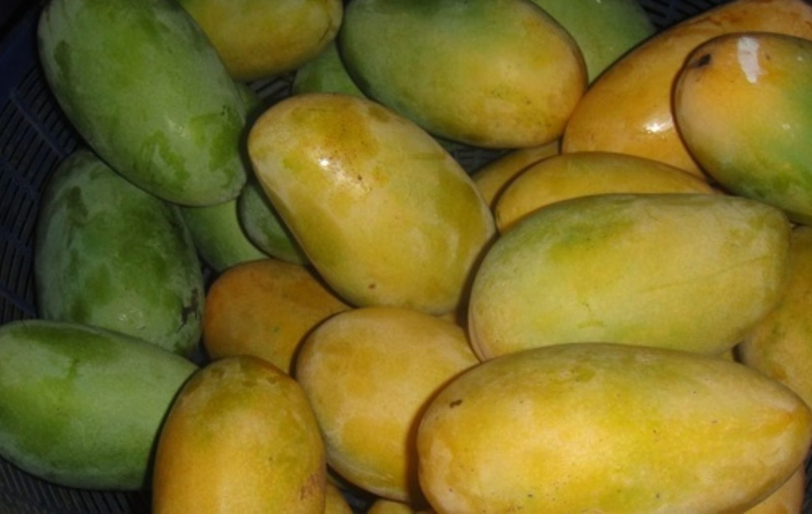 Mango ( All season ) - Thailand - Elanthalir Nursery Garden