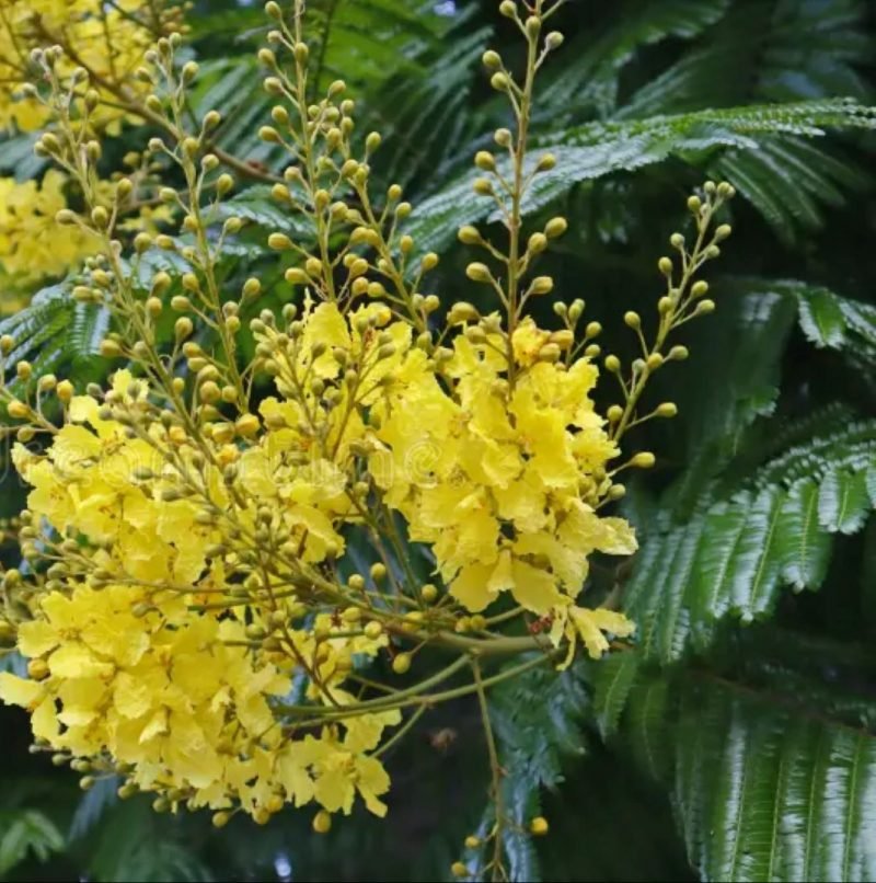 Copperpod tree/ Peltophorum Pterocarpum (Perungkondrai) Live Plant - Elanthalir Nursery Garden