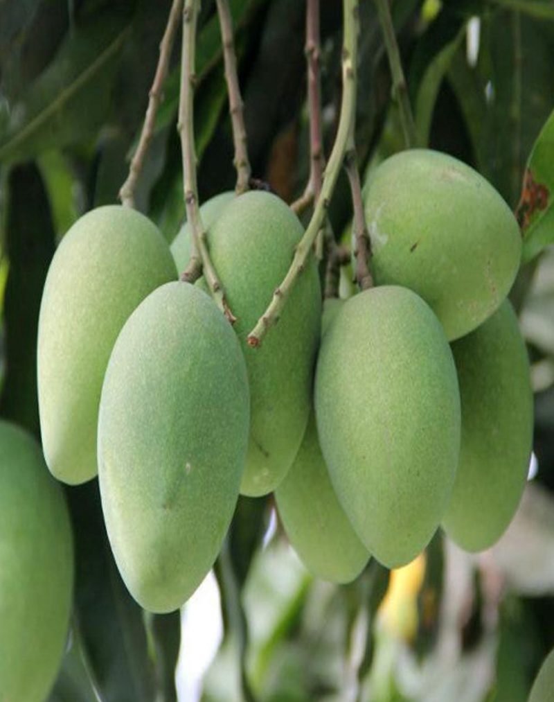 Himapasanth mango (Imam pasand) - Elanthalir Nursery Garden