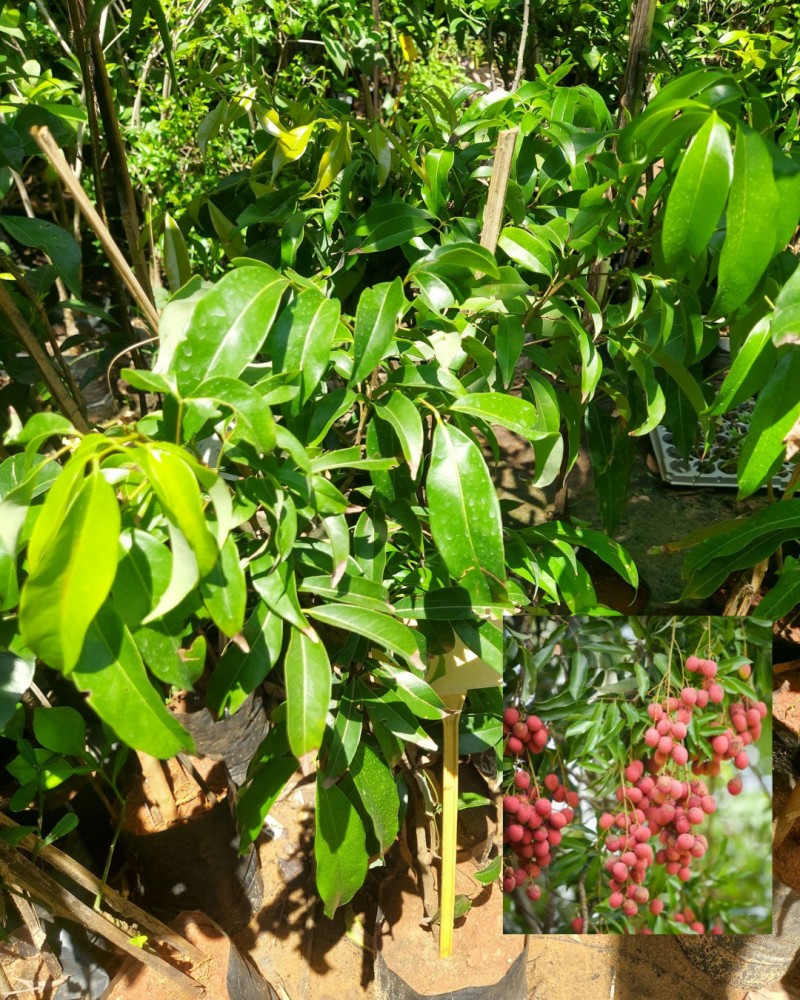 Litchi / Lychee / Litchi chinensis Fruit Live Plant – Elanthalir ...