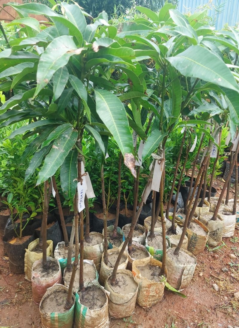 MANGO – Miyazaki / Japanese miyazaki Grafted Live Plant – Elanthalir ...
