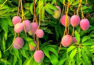 Miyazaki mango - Elanthalir Nursery Garden