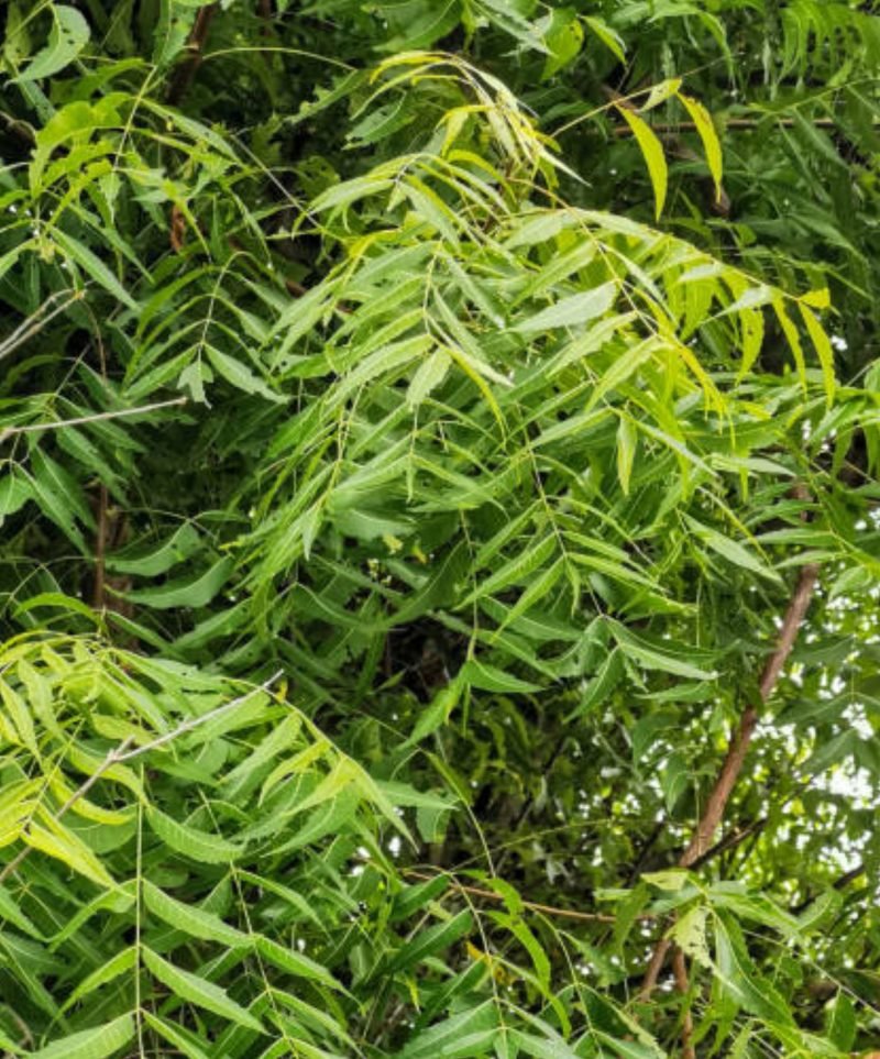 Neem tree plant - Elanthalir Nursery Garden