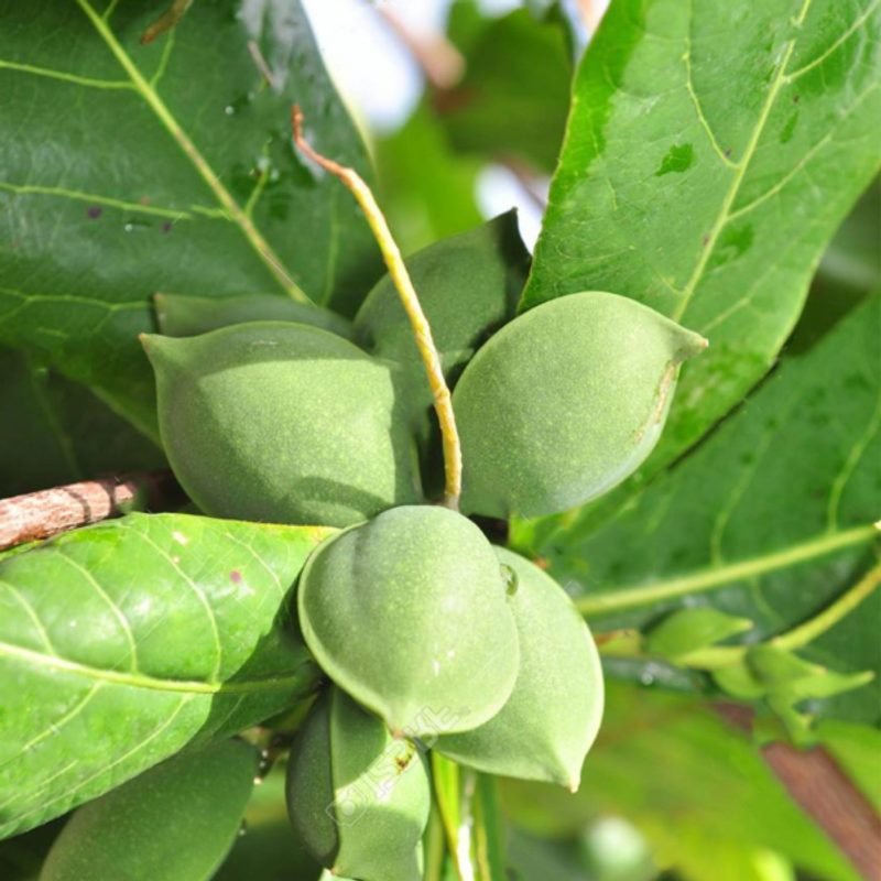 Indian Almond tree (Terminalia catappa) – Elanthalir Nursery Garden