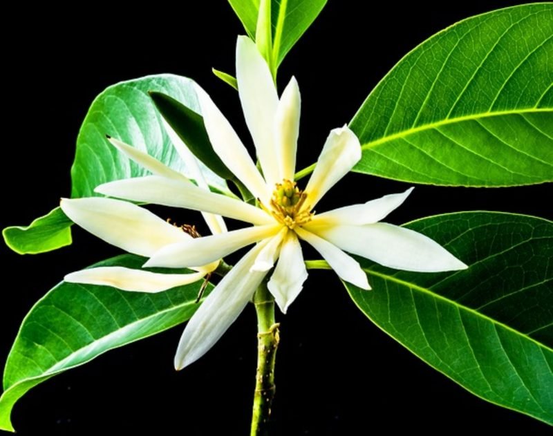 Champaca white ( Shenbagam white ) - Elanthalir Nursery Garden