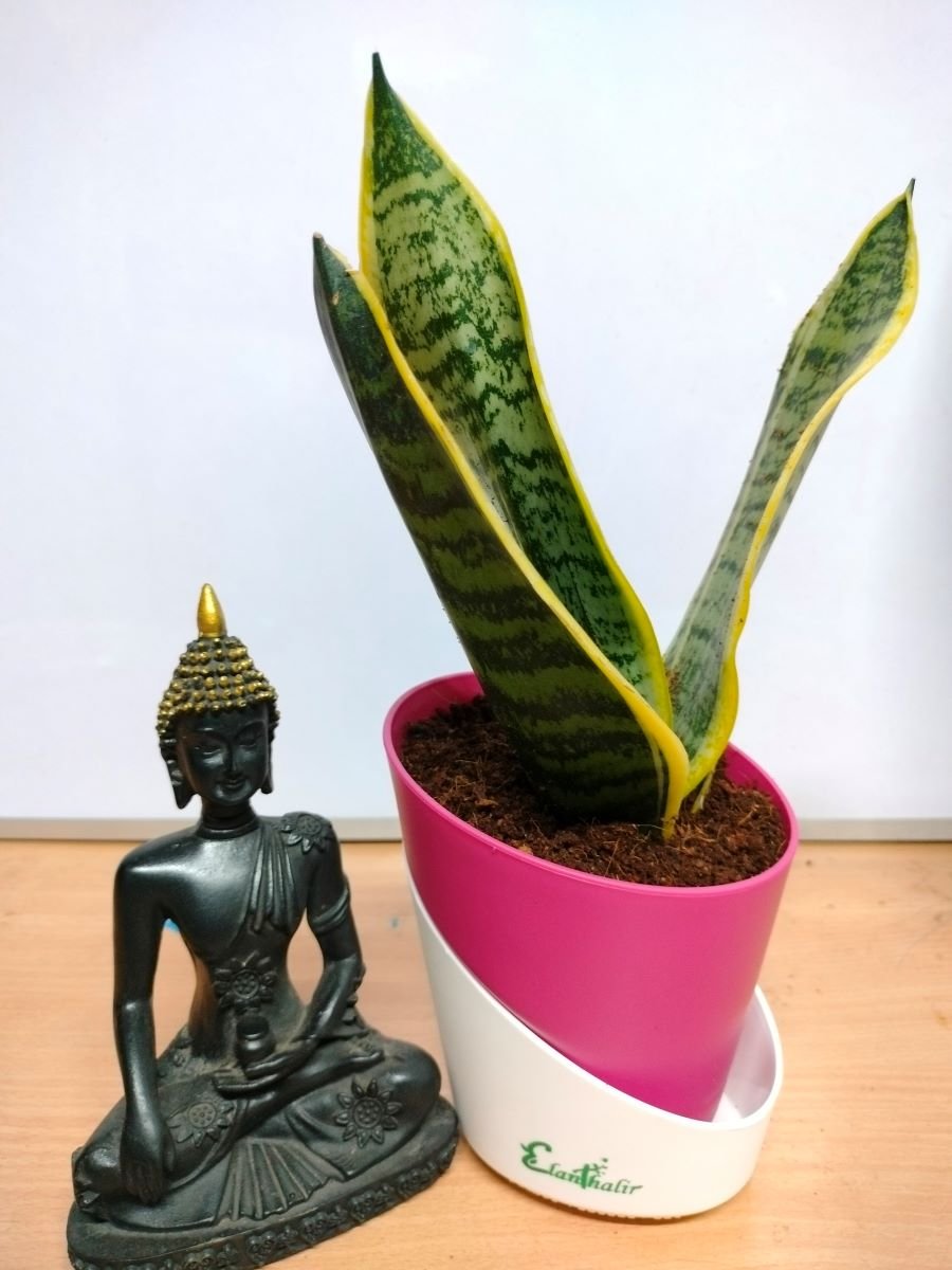 Sansevieria superba plant with self watering pot - Elanthalir Nursery ...