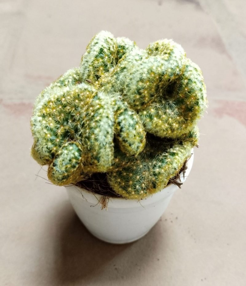 Cacti cristate C - Elanthalir Nursery Garden