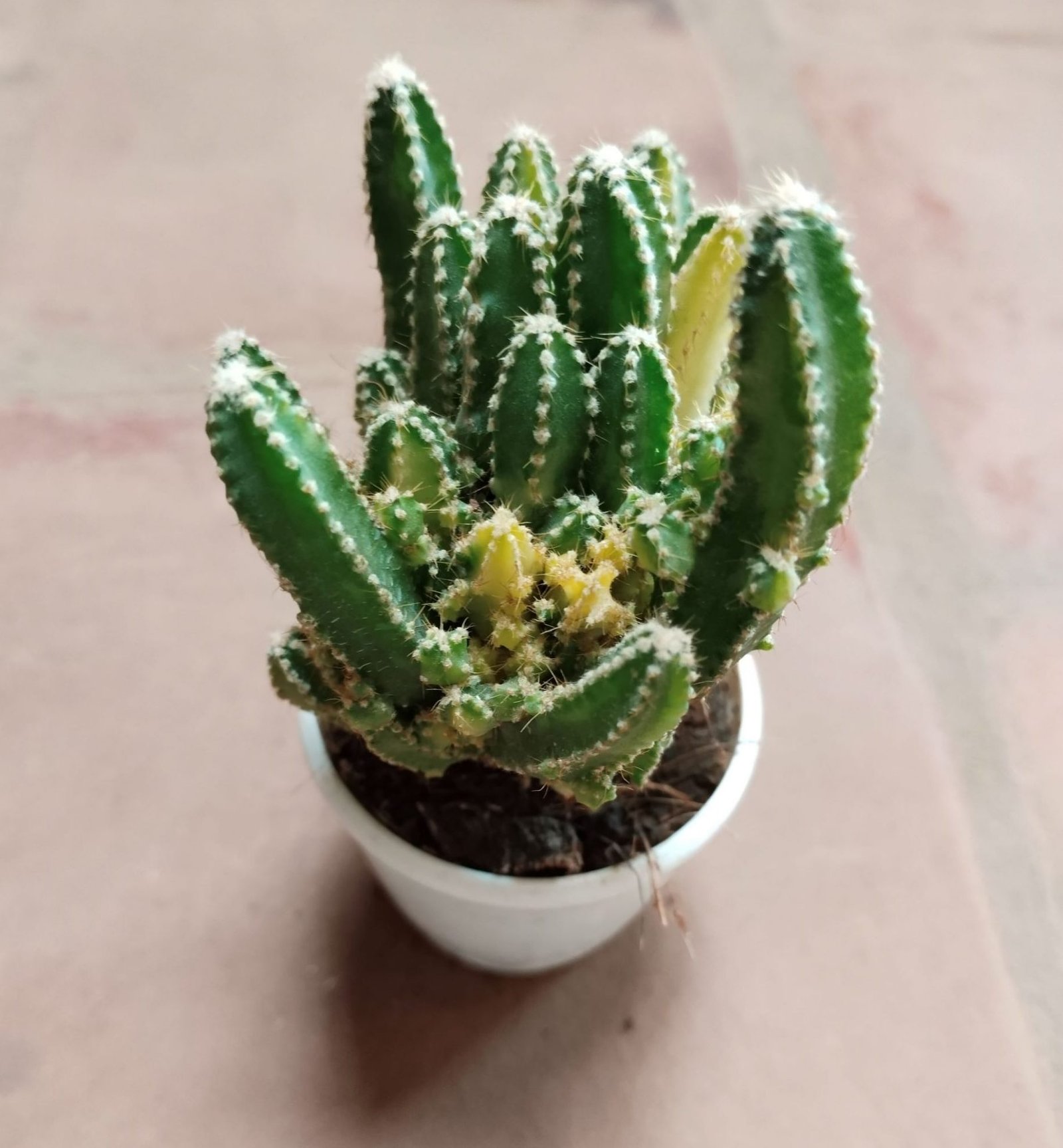Cereus Peruvianus Cereus Peruvianus 'Florida' CERE FLORIDA | Cereus