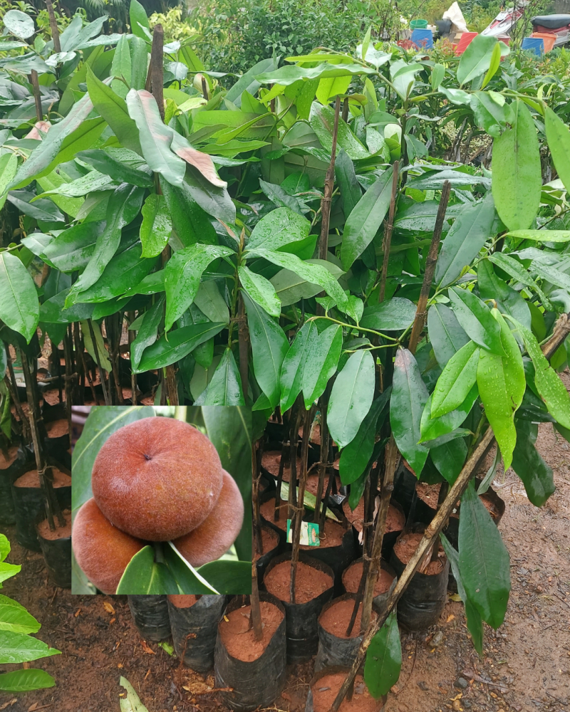 Velvet Apple / Diospyros blancoi Grafted Live Plant – Elanthalir ...