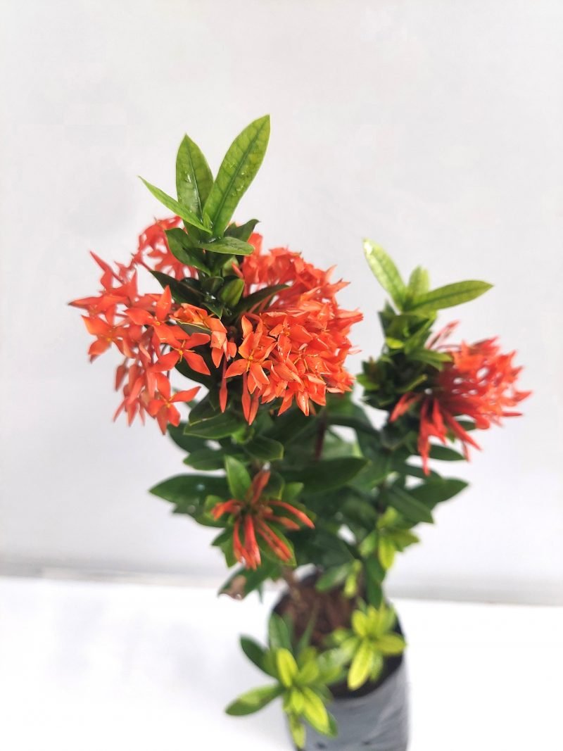 Ixora - Red Dwarf - Chennai's No.1 Online Plant Store | Indoor Plants ...