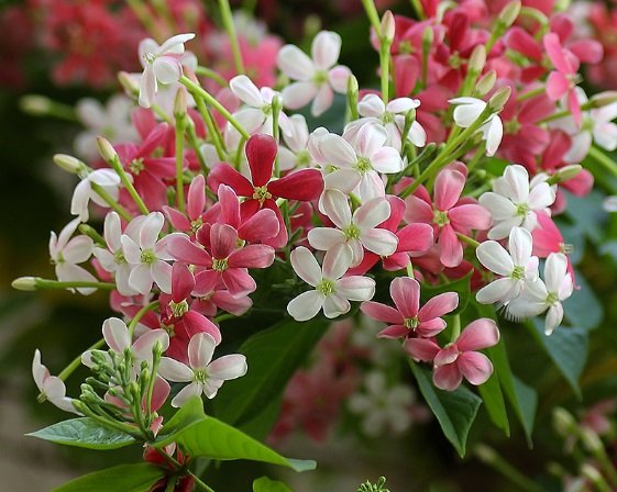 Rangoon Creeper Plant/ Madhumalti – Elanthalir Nursery Garden