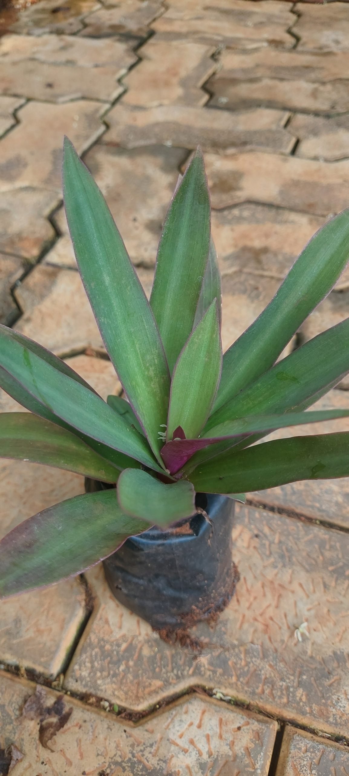 Rheo Discolor - Elanthalir Nursery Garden