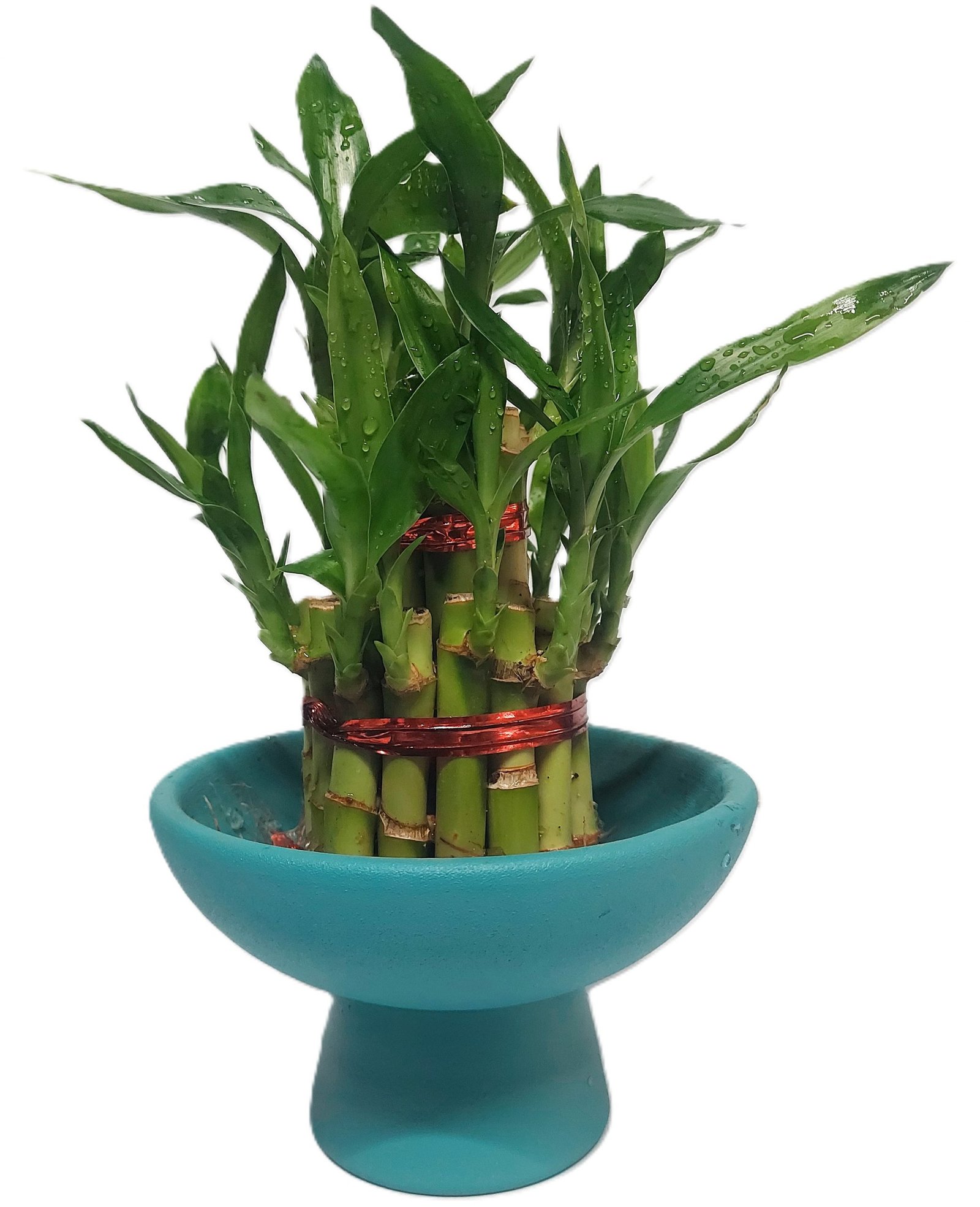 Lucky Bamboo - 2 Layer - Elanthalir Nursery Garden