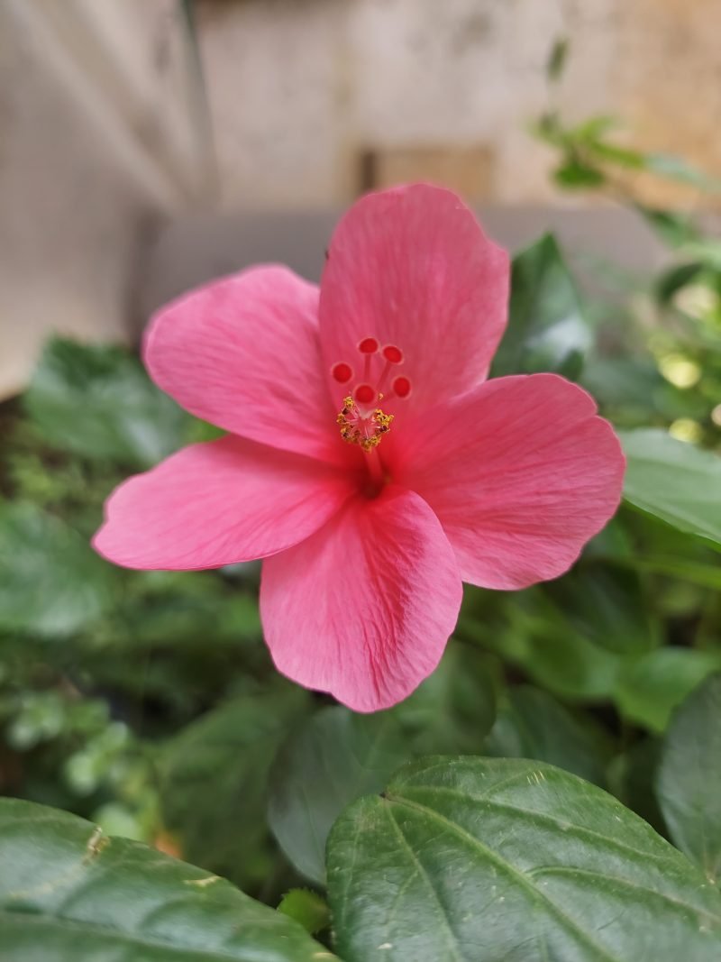 Viceroy Hibiscus – Elanthalir Nursery Garden