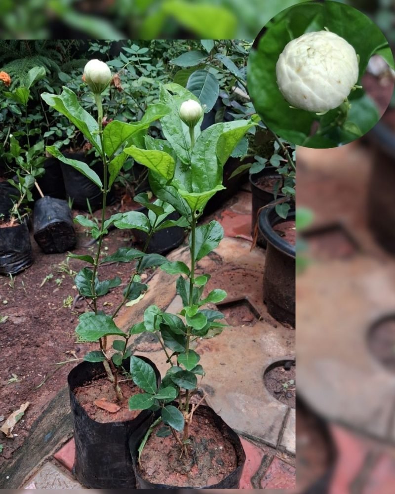 Roja Malli Live Plants Combo ( Buy 1 Get 1 Free) - Chennai's No.1 ...