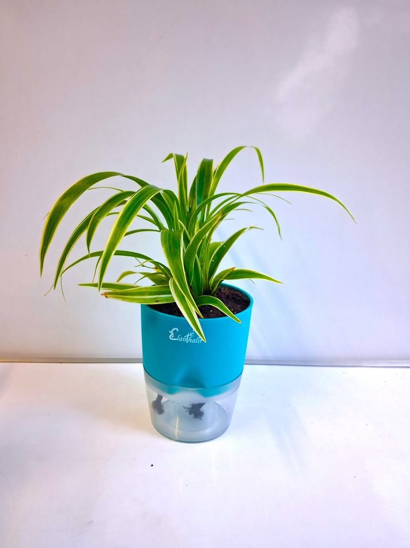 Spider Plant With Self Watering Pot - Chennai's No.1 Online Plant Store ...