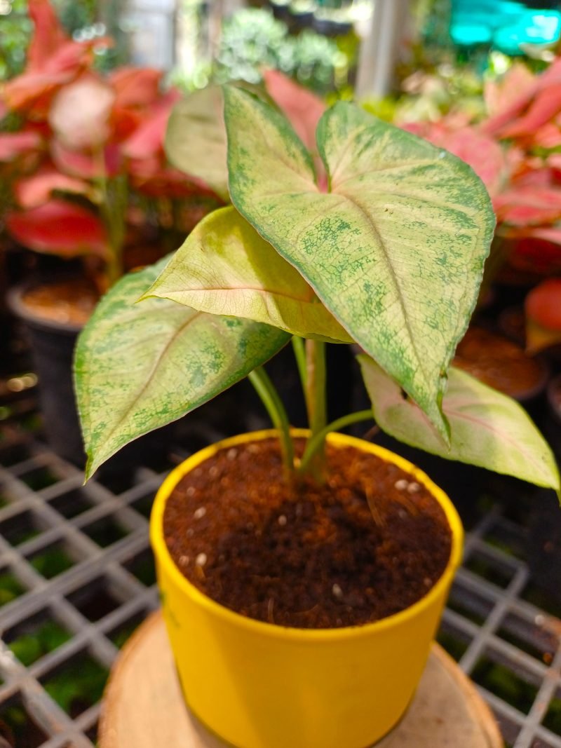 Syngonium Bronze with Self Watering Pot - Chennai's No.1 Online Plant ...
