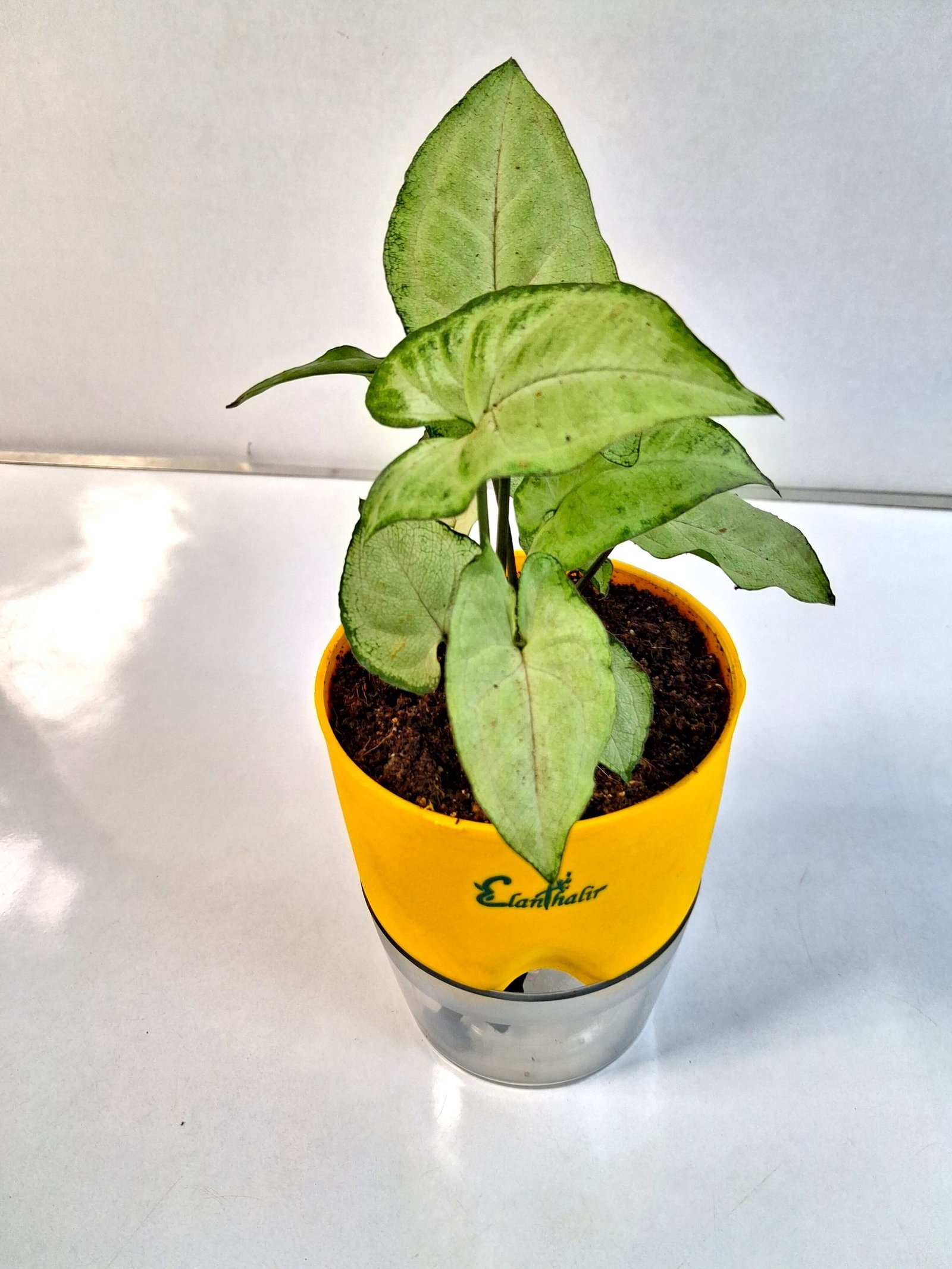 Syngonium Butterfly White With Self Watering Pot - Elanthalir Nursery ...