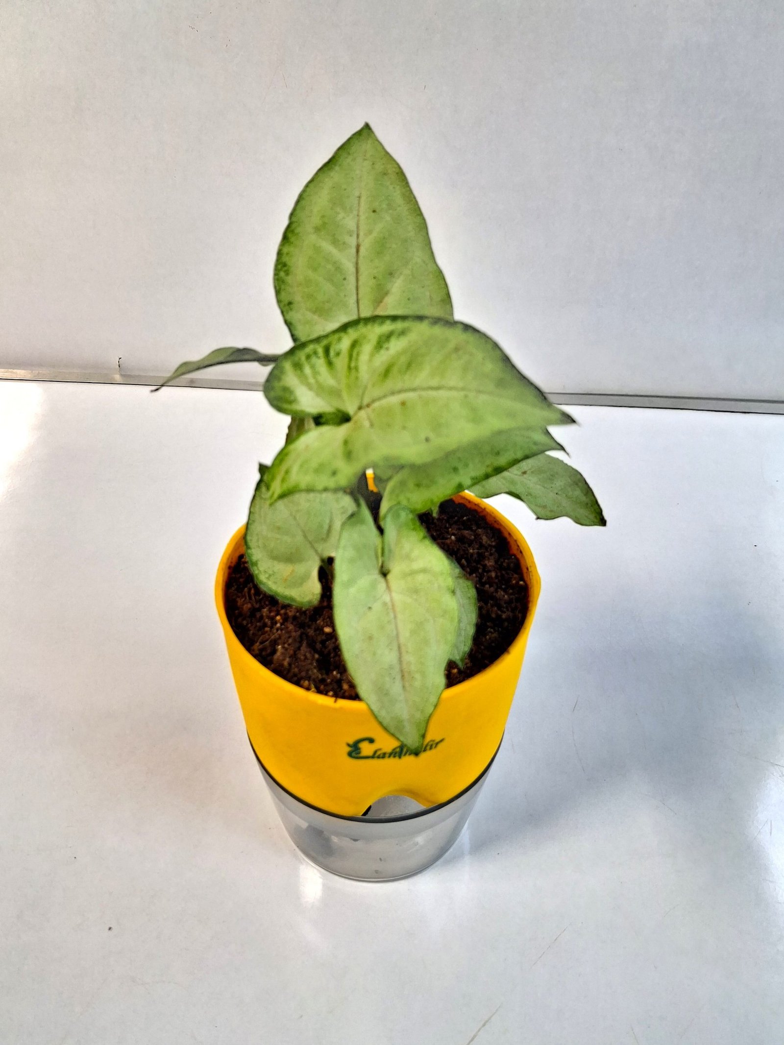 Syngonium Butterfly White With Self Watering Pot - Elanthalir Nursery ...