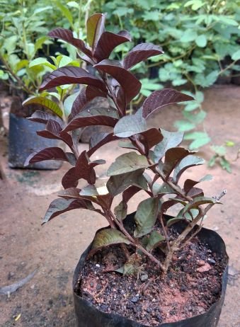 GUAVA – Red Mini Guava / Red Sweet Guava Live Plant – Elanthalir ...
