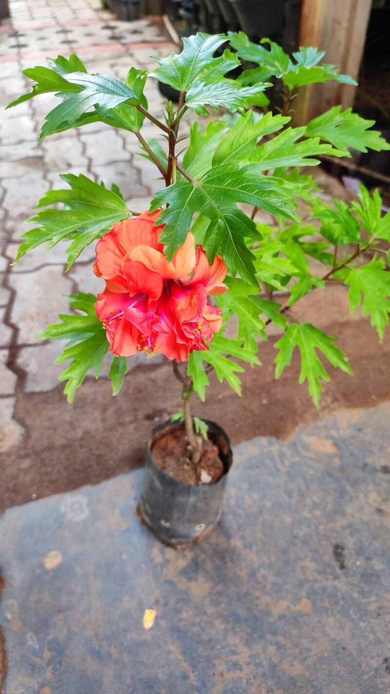 Rainbow Hibiscus / Sembaruti Flower Live Plant – Elanthalir Nursery Garden